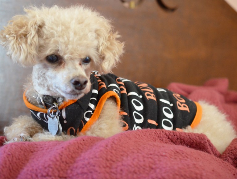 Happy MeadowTree Halloween! – MeadowTree Style