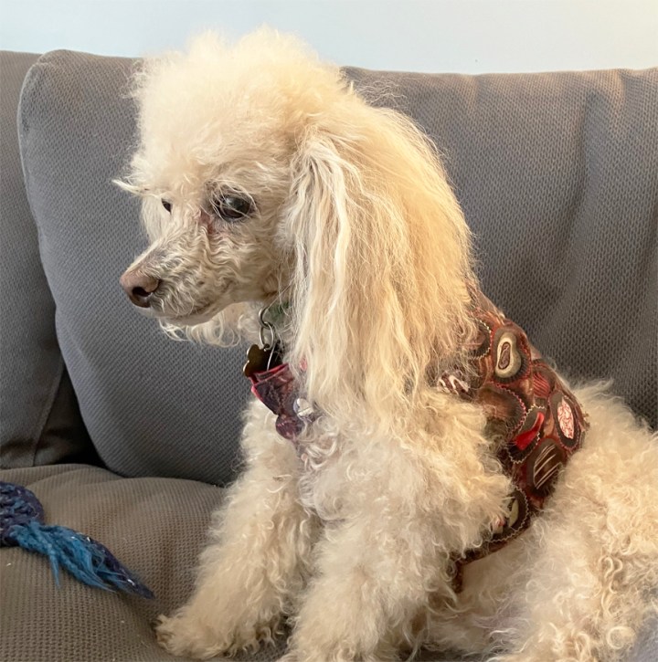 Grey, Tan & Niki Dog for The Countess de la Maitrie by Charles-Albert ...